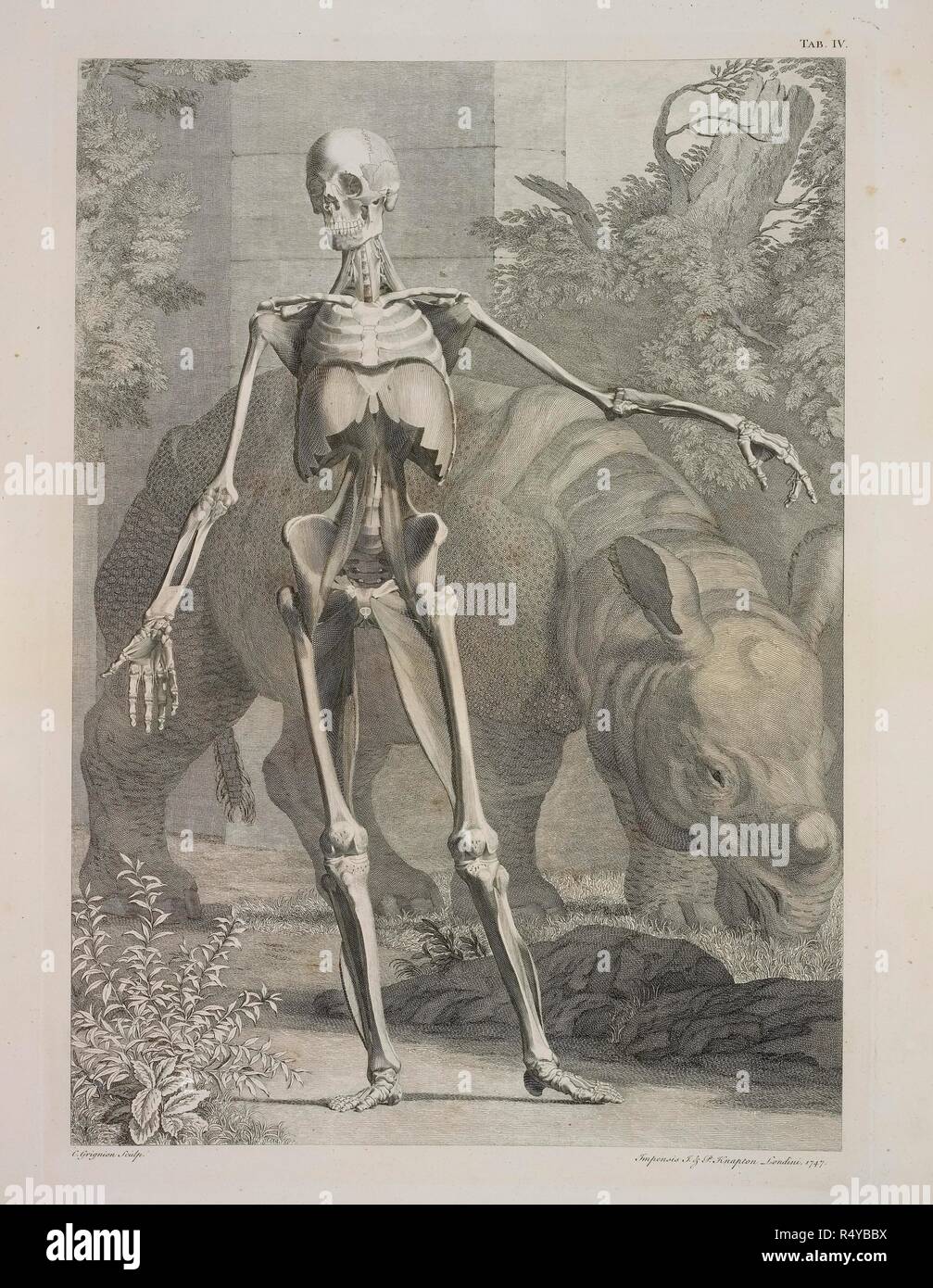 Skeleton. Tables of the Skeleton and Muscles of the Human Bo. J. & P ...