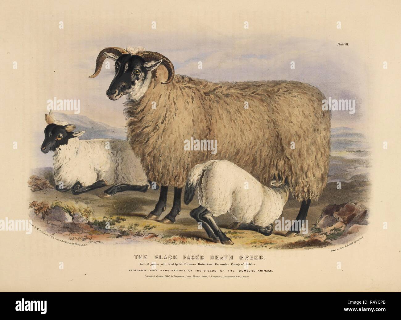 Black faced heath sheep hi-res stock photography and images - Alamy