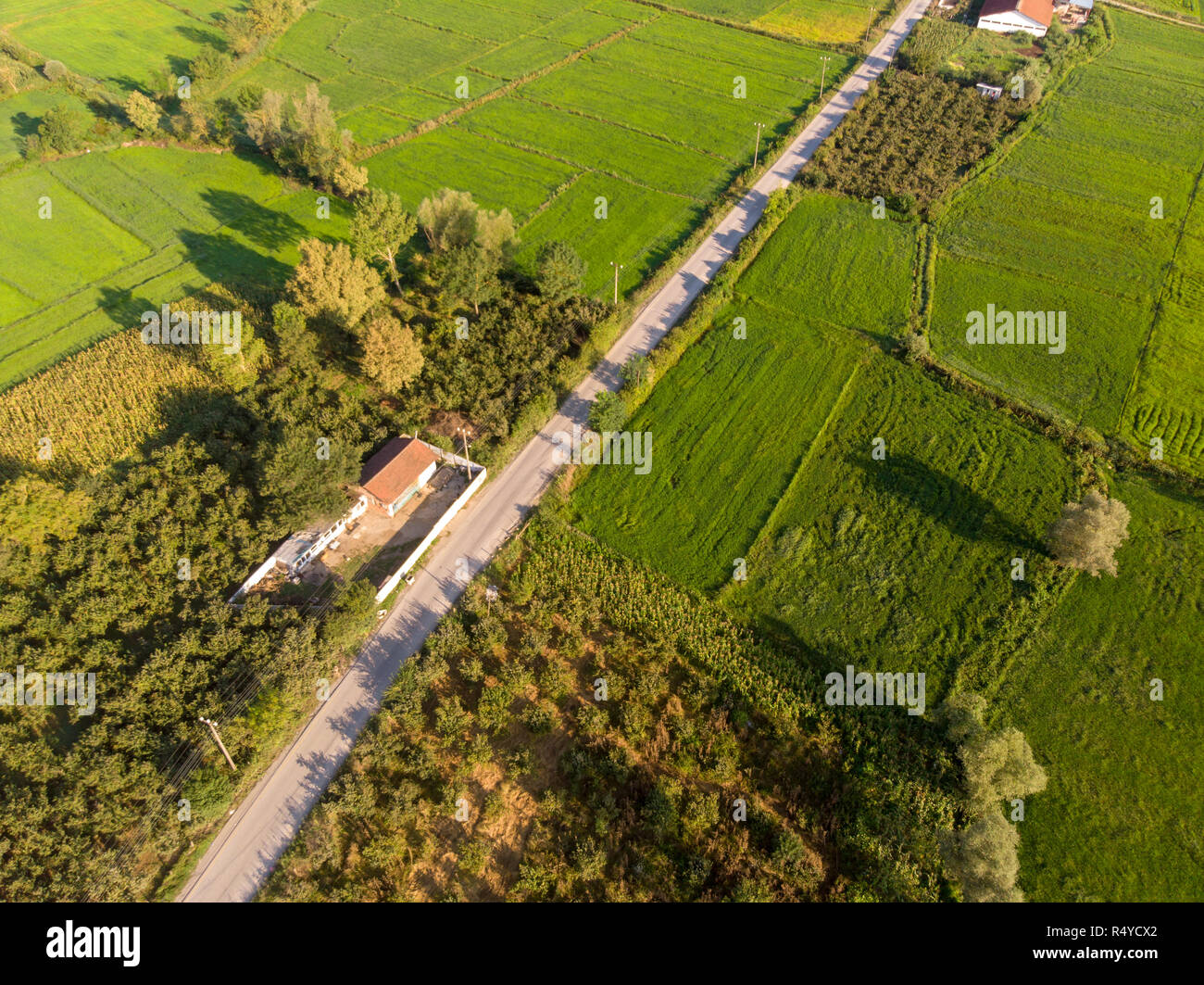 Greenfield plantation hi-res stock photography and images - Alamy