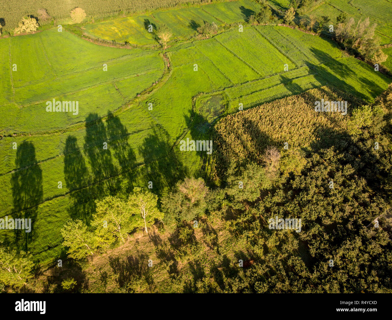 Greenfield plantation hi-res stock photography and images - Alamy