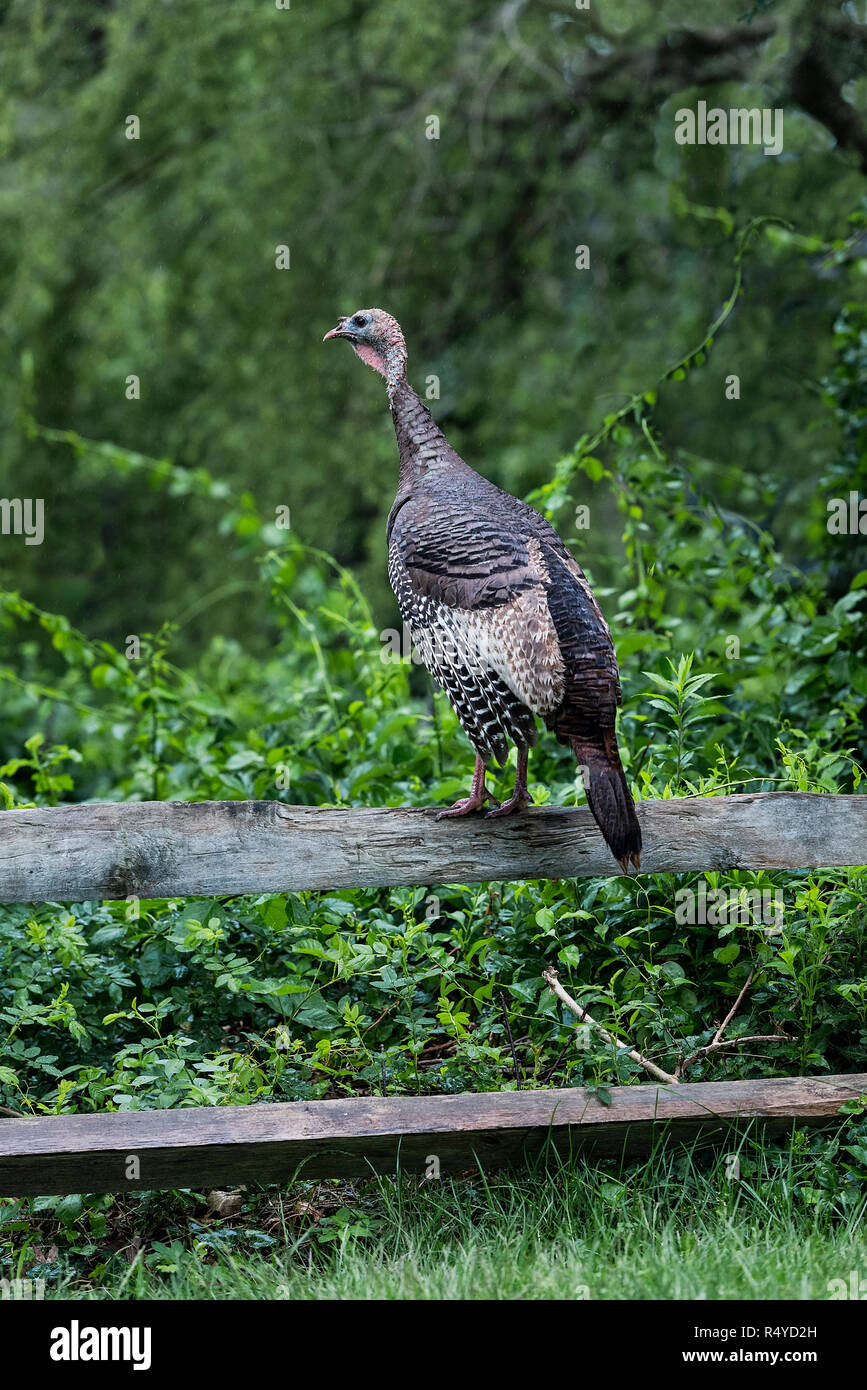 Massachusetts wildlife hi-res stock photography and images - Alamy