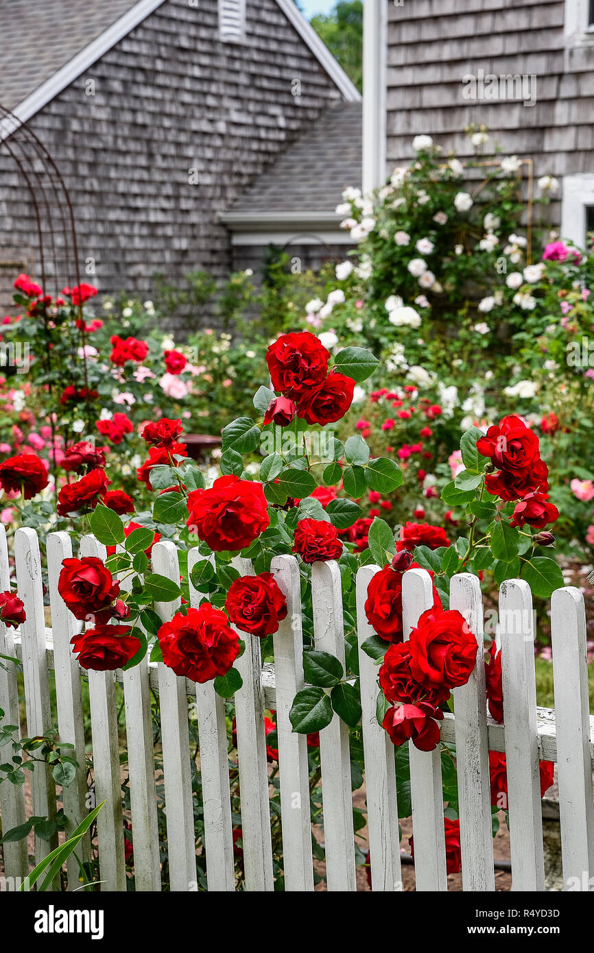 Roses Picket Fence Stock Photos & Roses Picket Fence Stock Images - Alamy