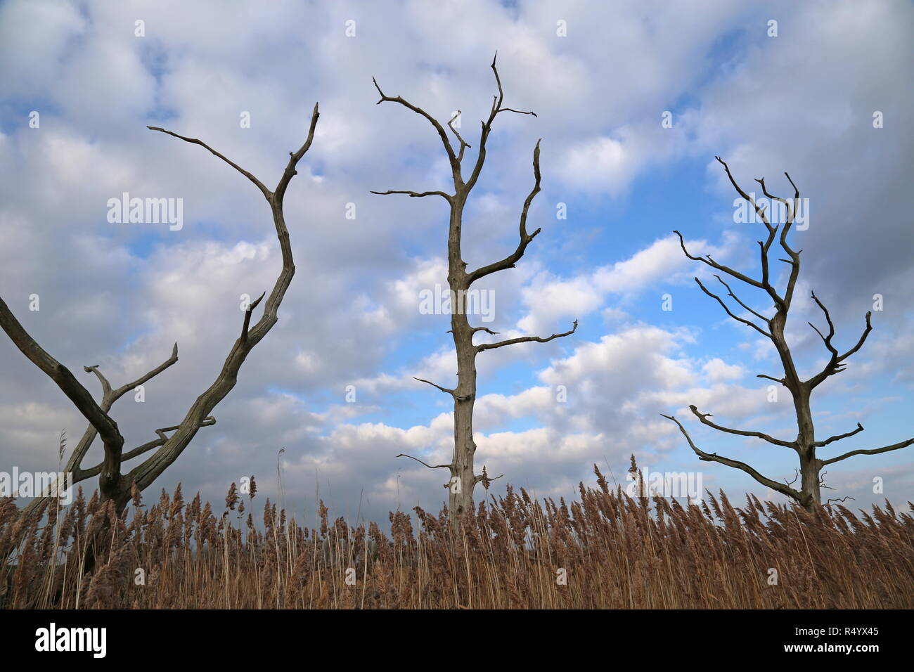 Snape tree suffolk hi-res stock photography and images - Alamy
