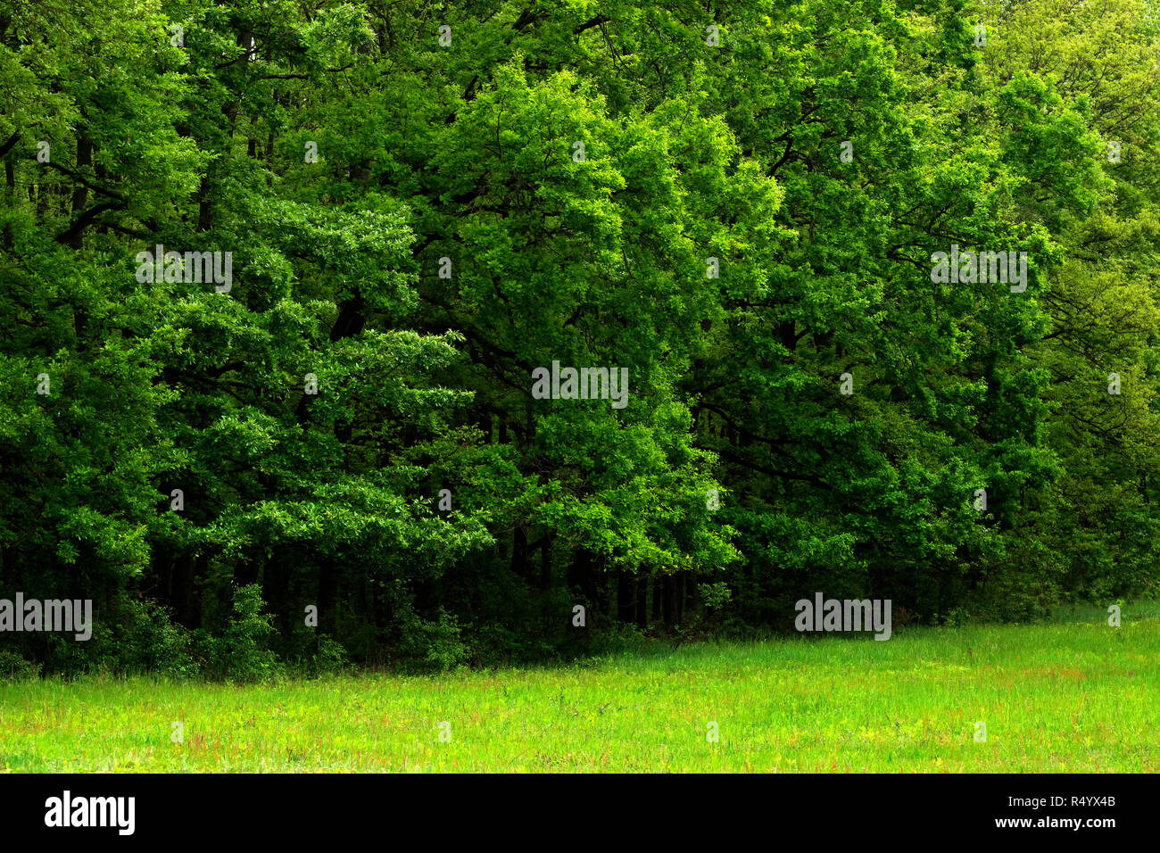 Spring flora and fauna hi-res stock photography and images - Alamy