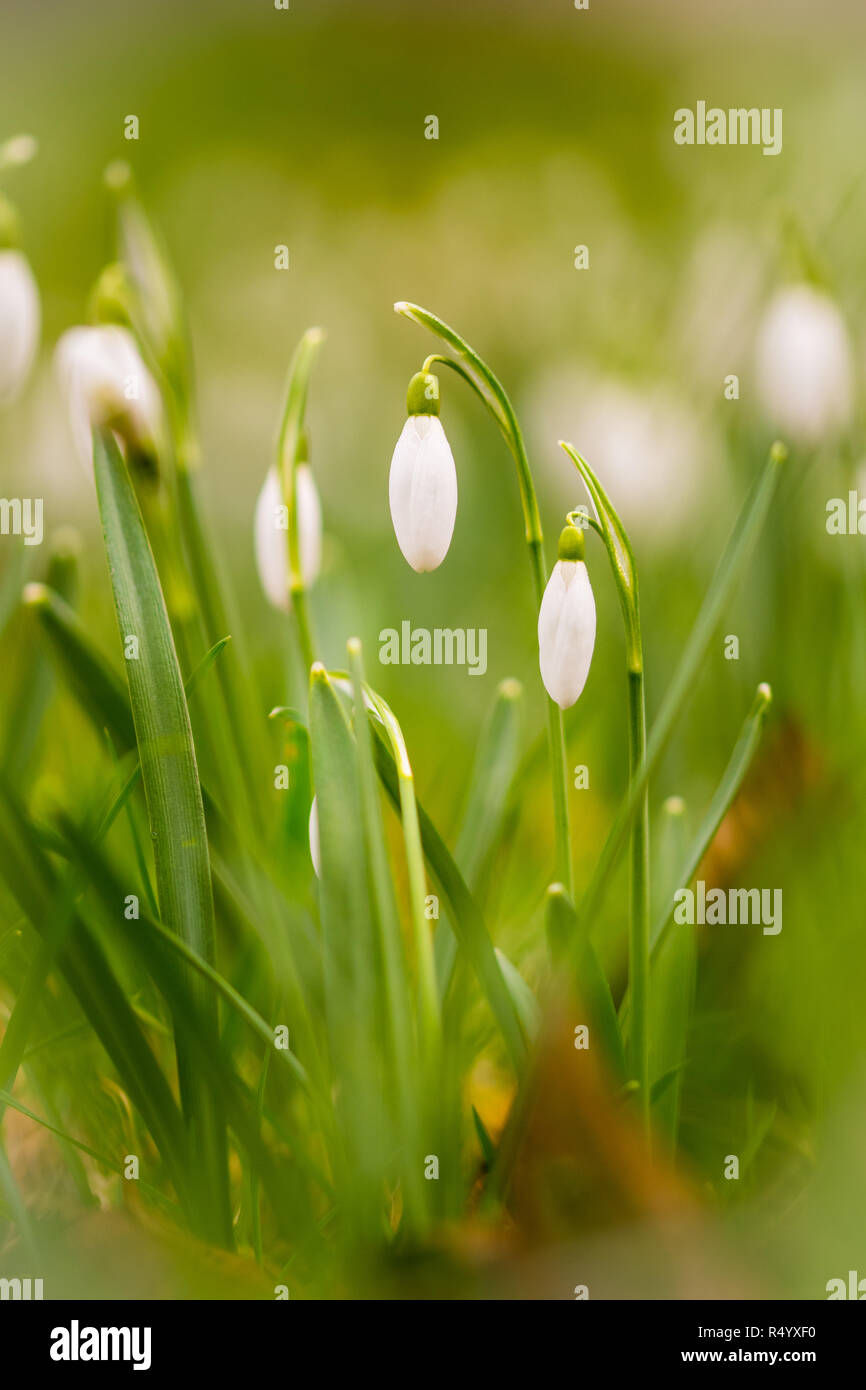 Springtime walks hi-res stock photography and images - Alamy