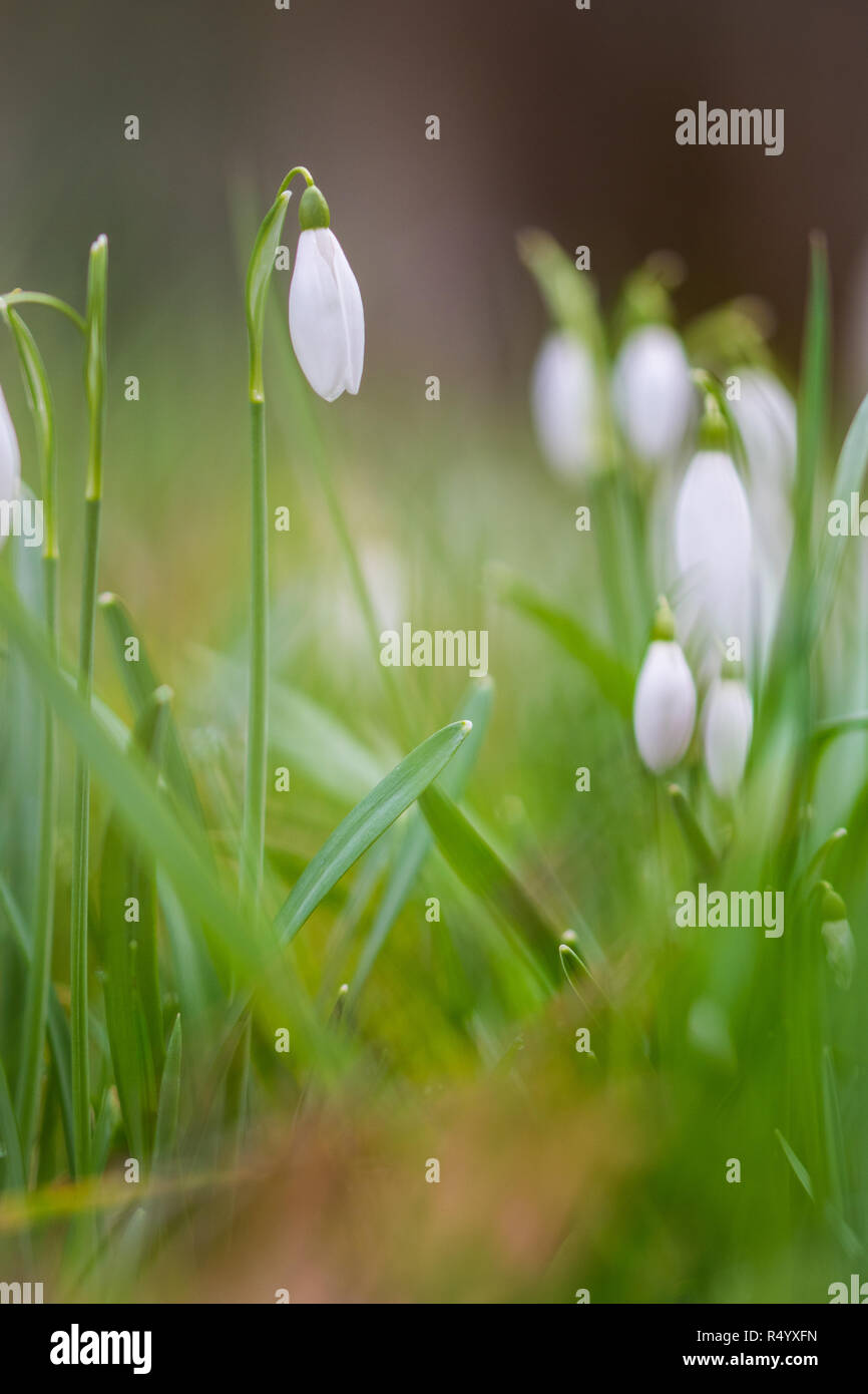 Snowdrops in Spring Stock Photo - Alamy