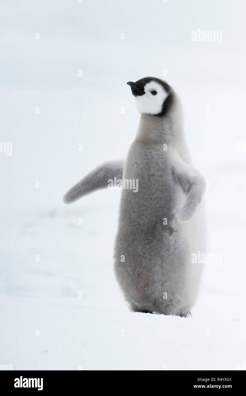 Cute baby penguin snow hi-res stock photography and images - Alamy