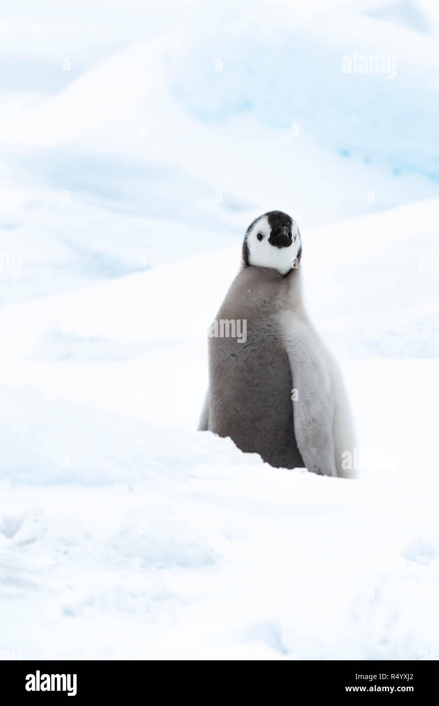 Emperor penguin chick ice hi-res stock photography and images - Alamy