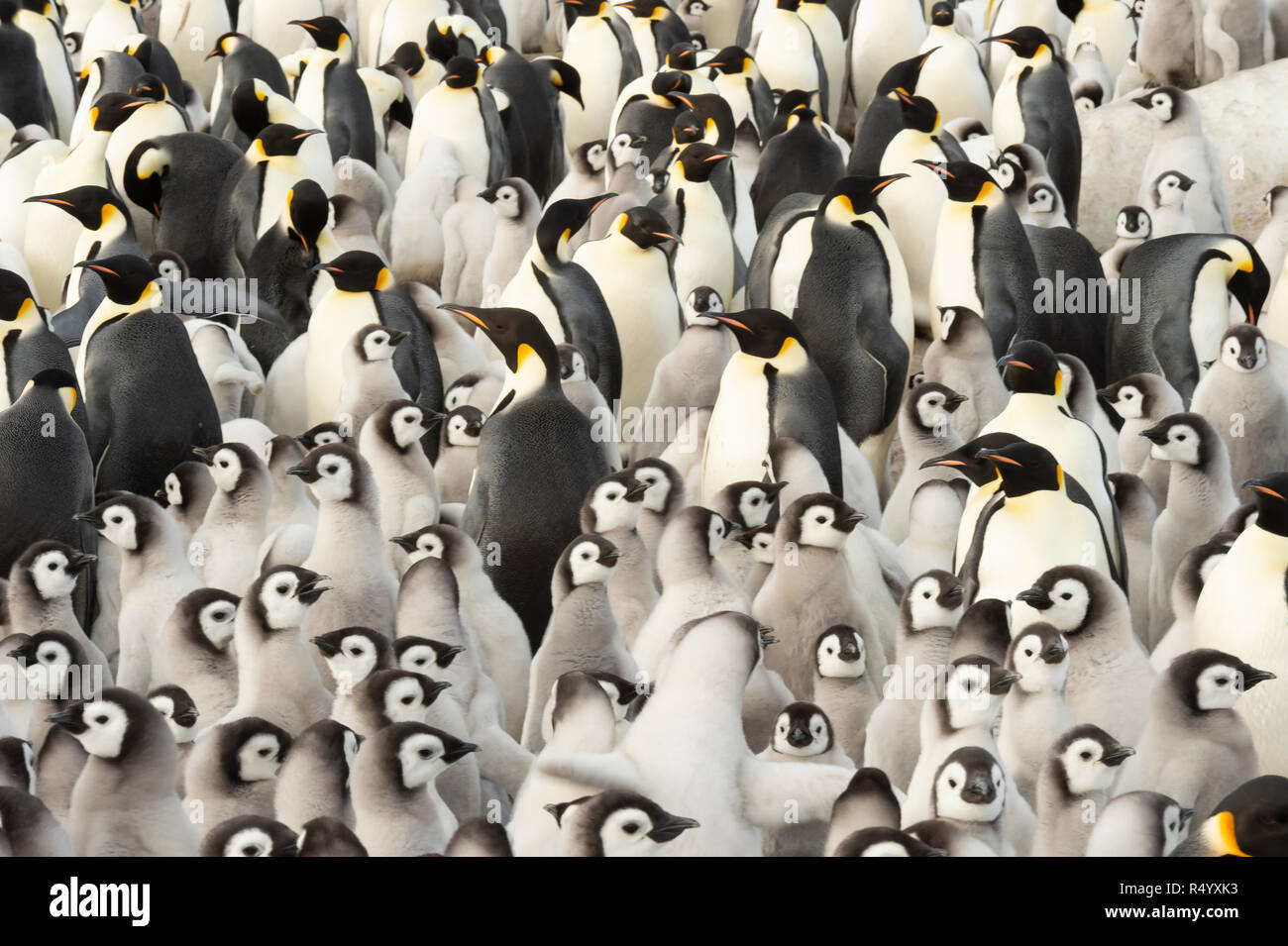 Emperor penguin colony hi-res stock photography and images - Alamy