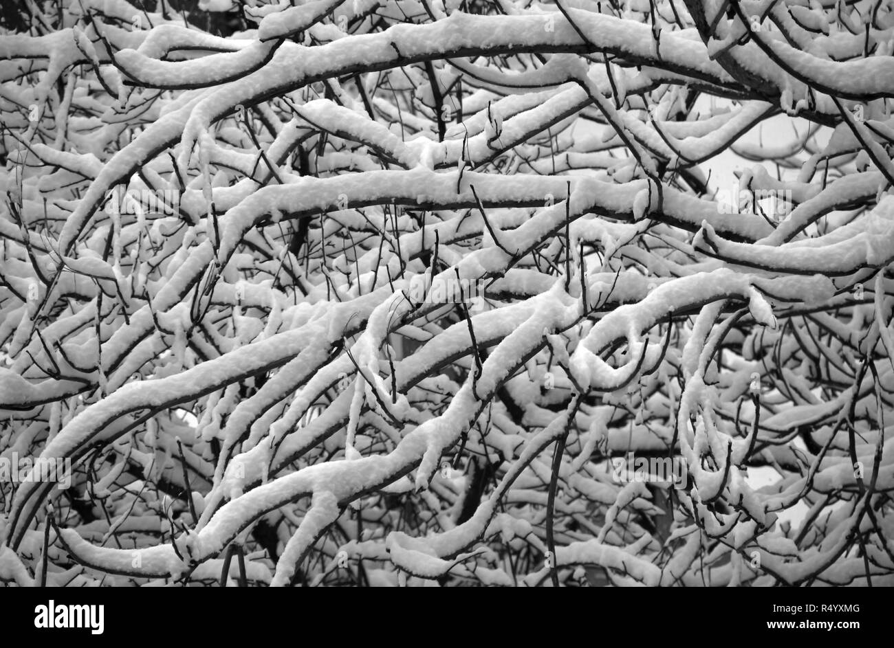 Fat deep Black and White Stock Photos & Images - Alamy