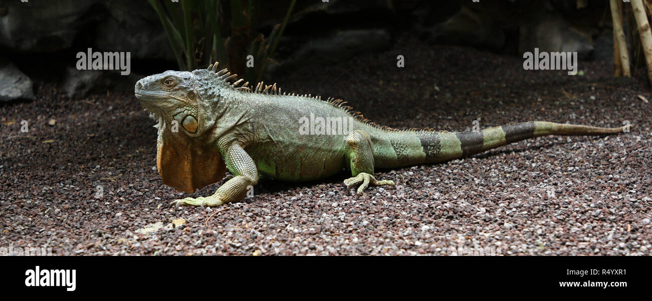 Toxicofera hi-res stock photography and images - Alamy