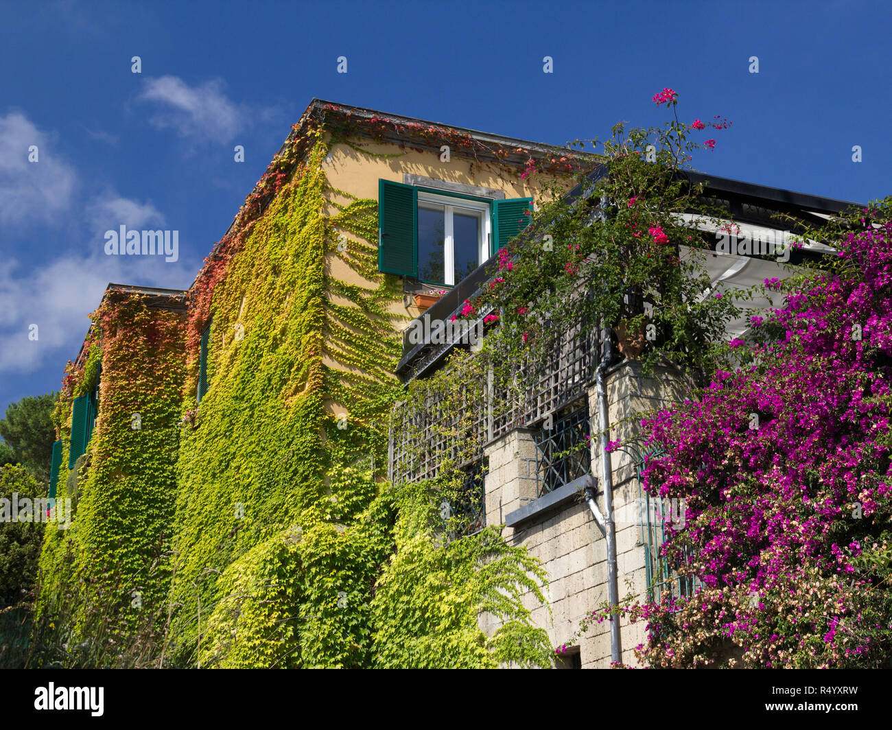 Colorful leaves on house Stock Photo - Alamy