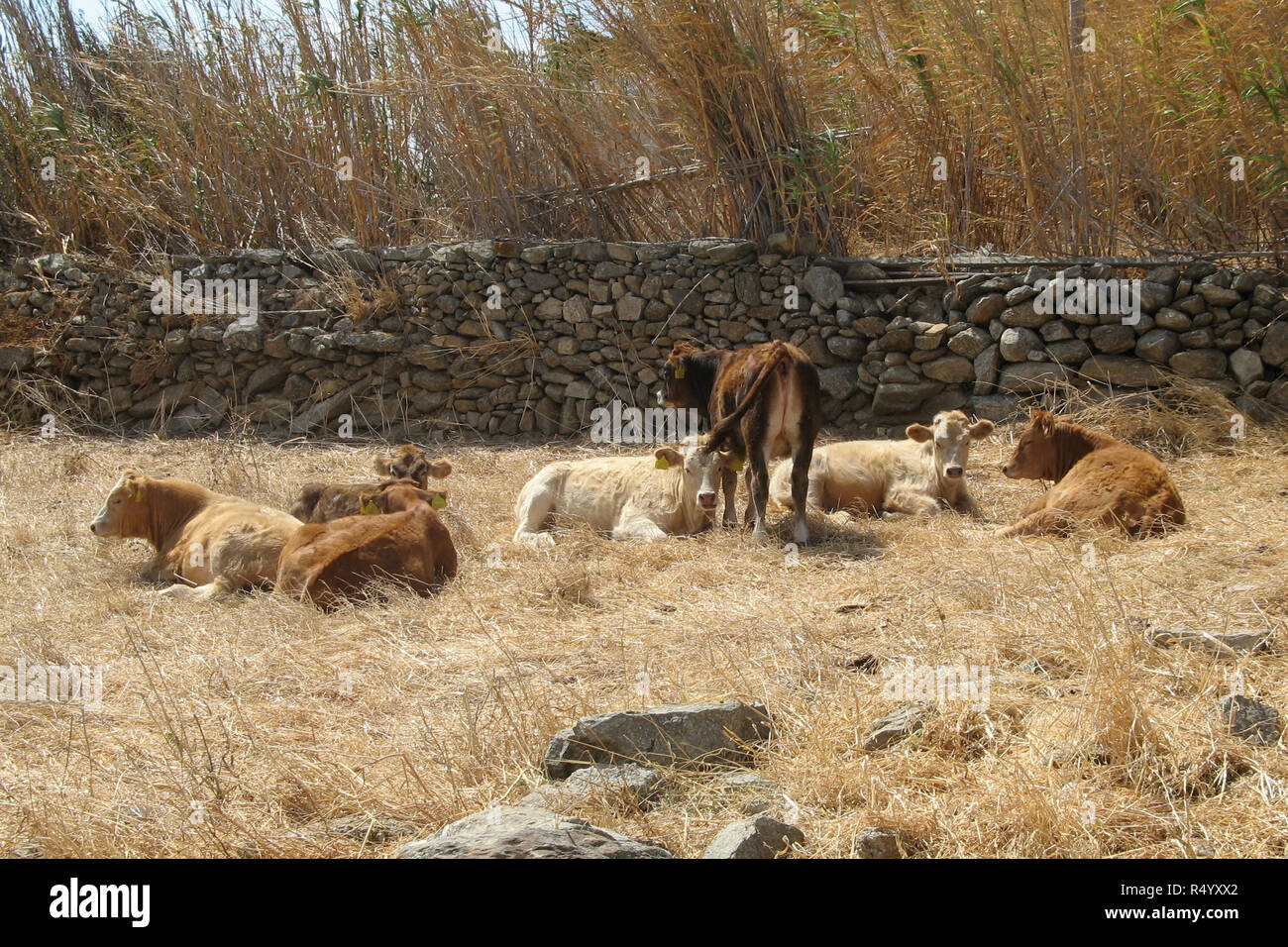 Cows field greece hi-res stock photography and images - Alamy