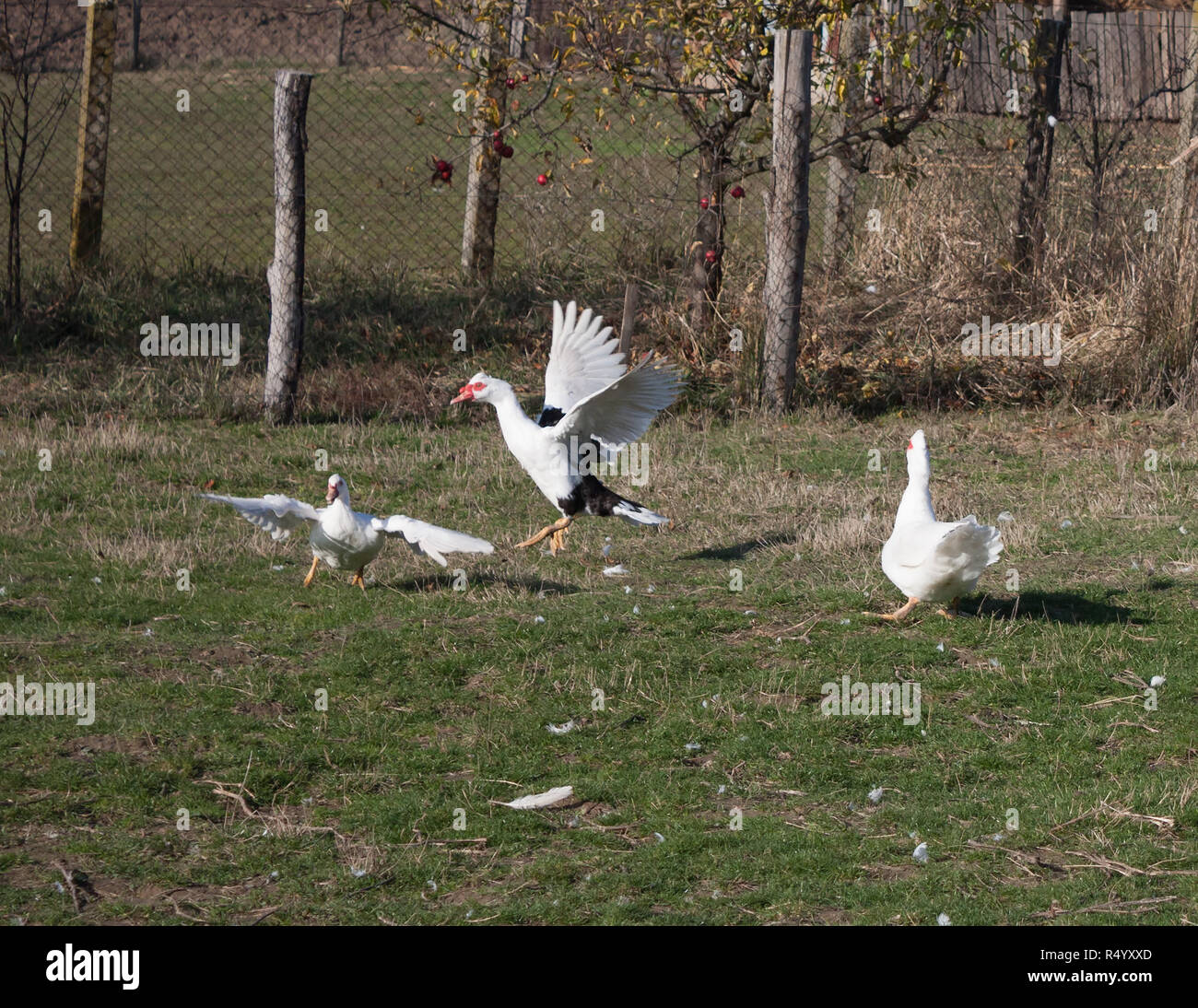 Goose fighting domestic hi-res stock photography and images - Alamy