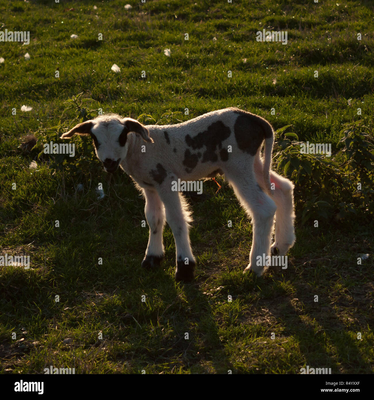 Lamb navel hi-res stock photography and images - Alamy