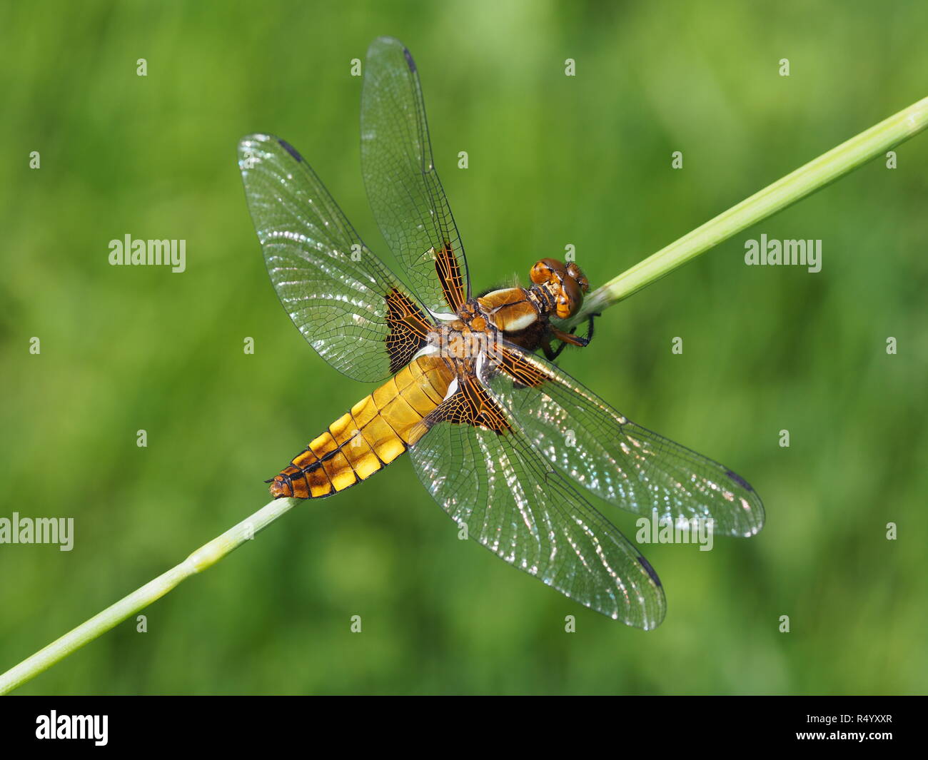 flat-headed dragonfly - female Stock Photo - Alamy