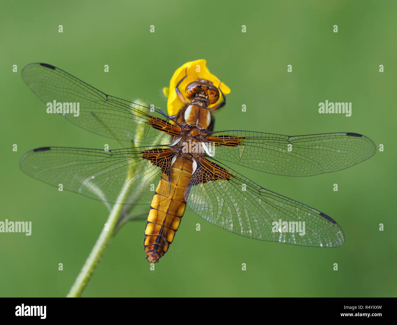 flat-headed dragonfly - female Stock Photo - Alamy