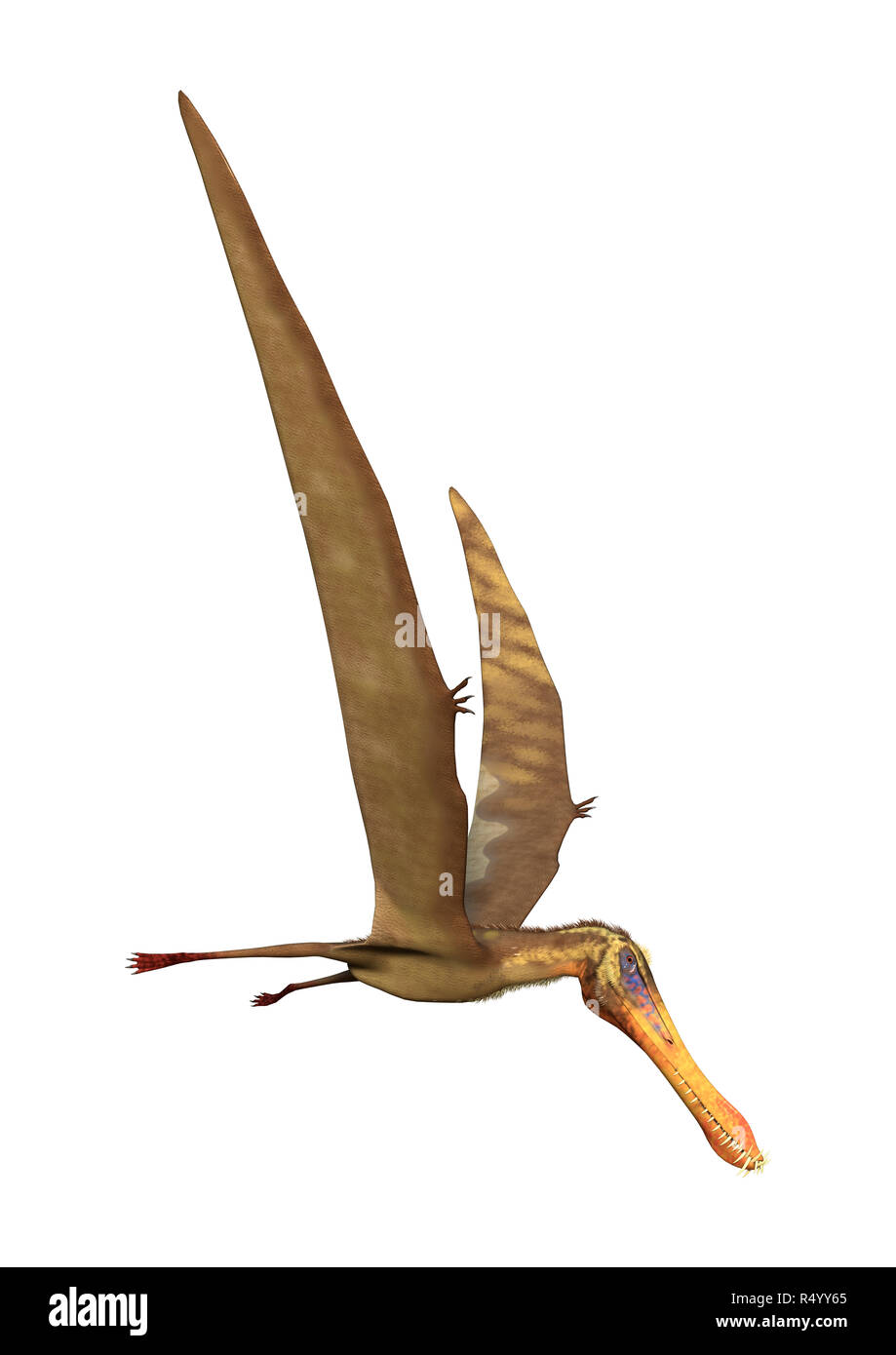 3D Rendering Pterodactyl Anhanguera on White Stock Photo - Alamy