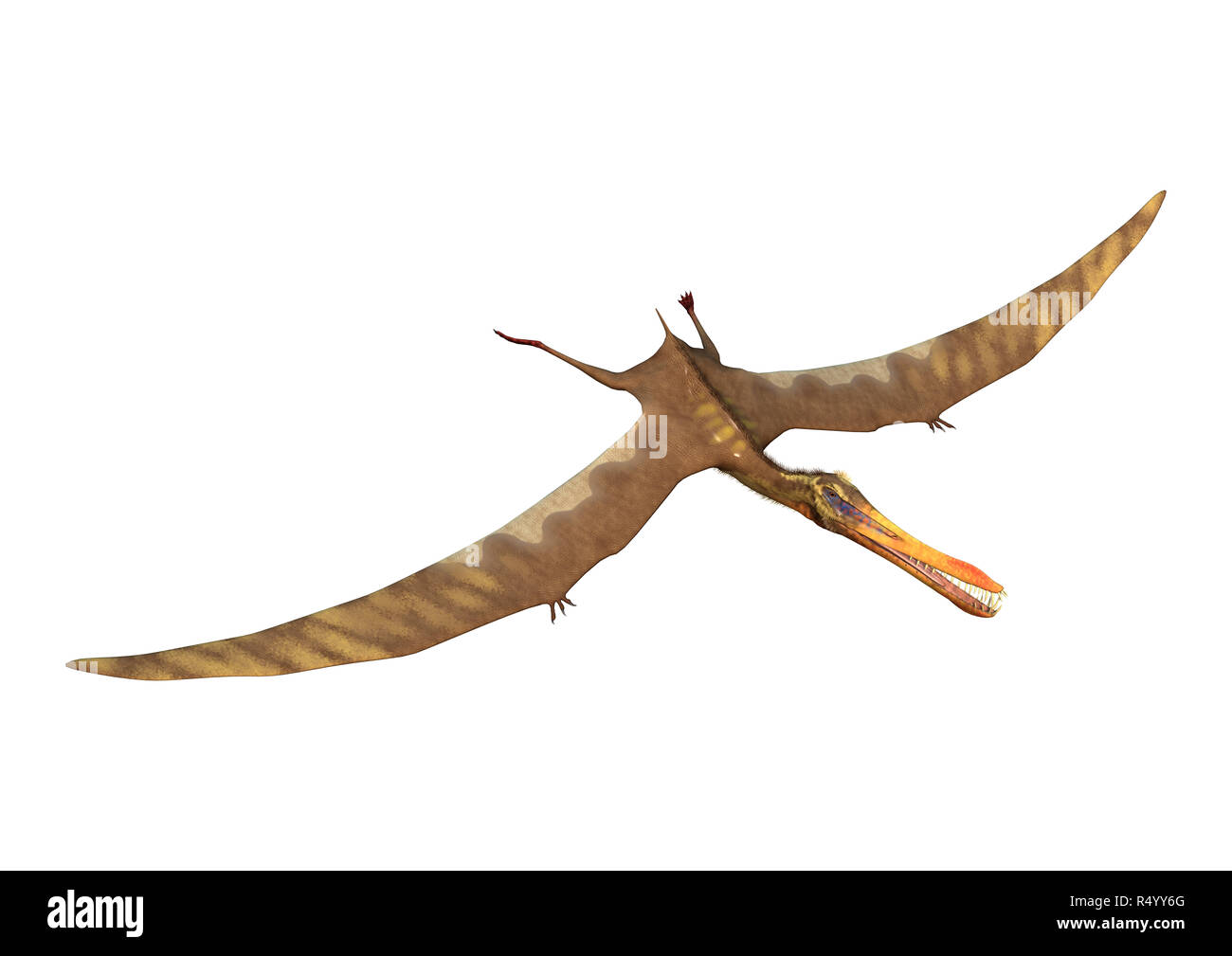 3D Rendering Pterodactyl Anhanguera on White Stock Photo - Alamy