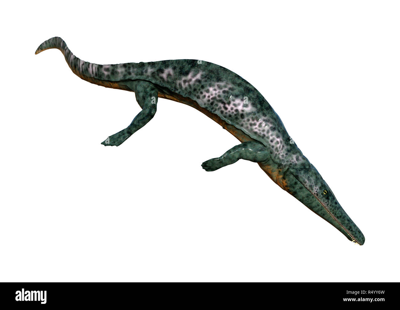 Archegosaurus hi-res stock photography and images - Alamy