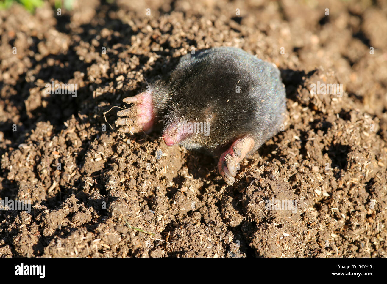 Komposterde hi-res stock photography and images - Alamy