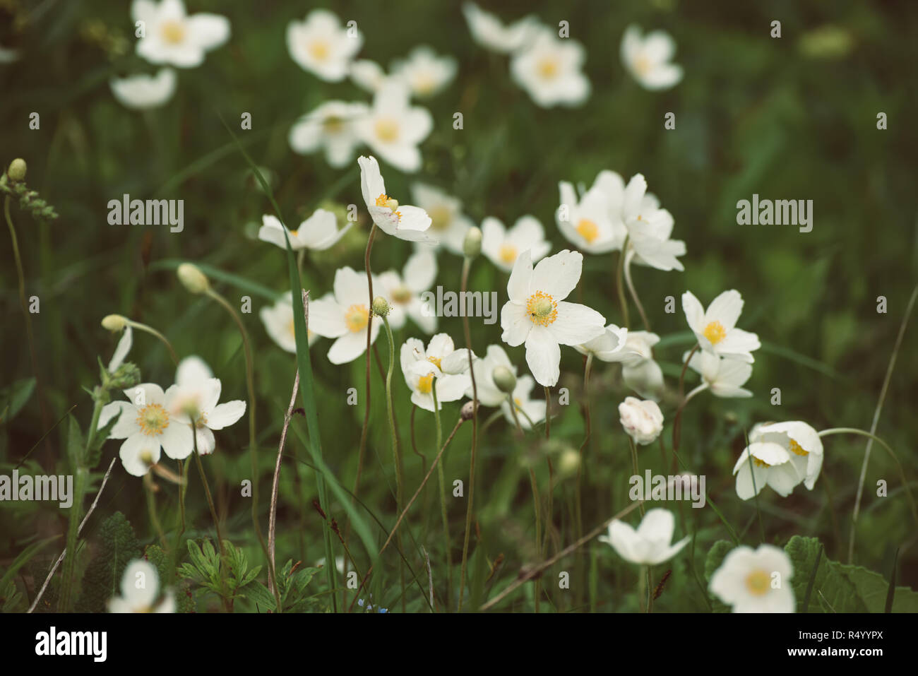 Beautiful white anemona flowers hi-res stock photography and images - Alamy