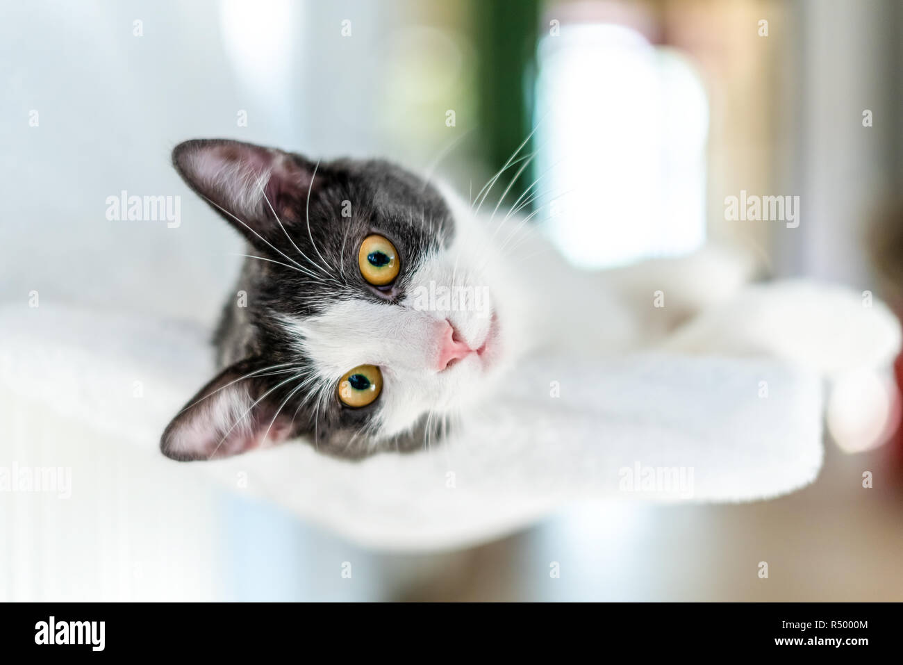 Cute Cat Taking A Nap At Home Stock Photo - Alamy