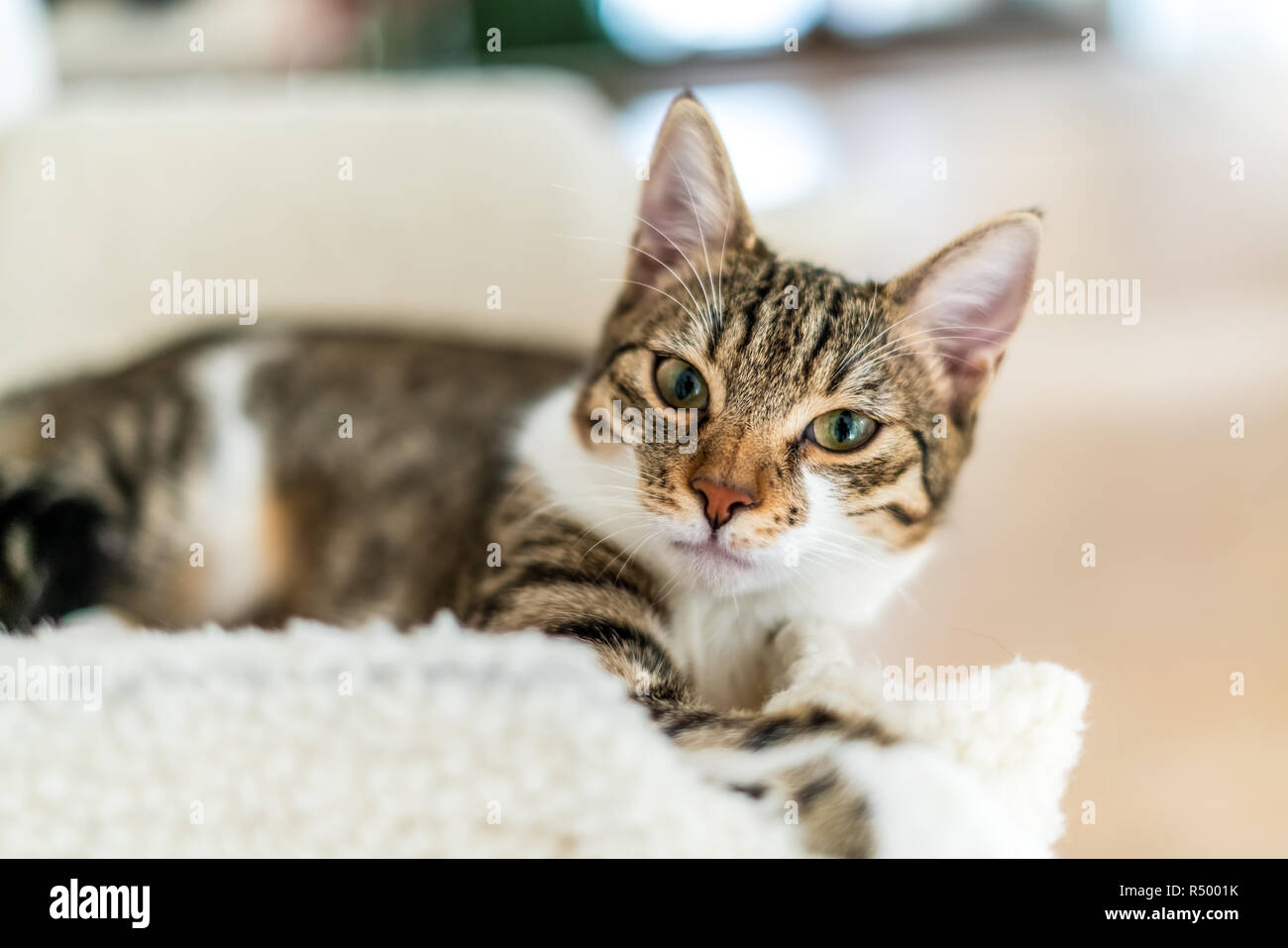 Cute Cat Taking A Nap At Home Stock Photo - Alamy
