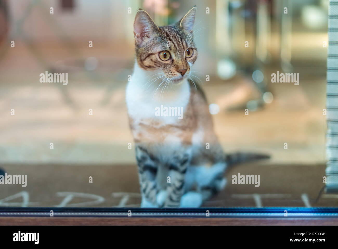 Cute Cat Portrait At Home Stock Photo - Alamy