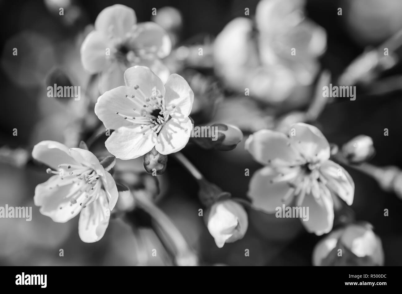 Sakura blooming cherry branch Black and White Stock Photos & Images - Alamy