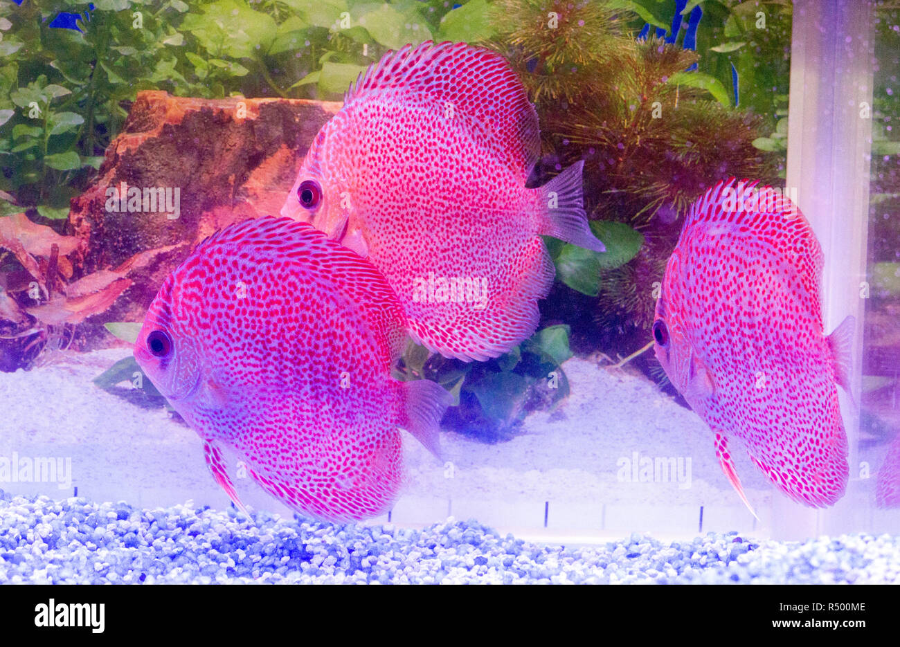 An Aquarium full of coloured discus fishes Stock Photo - Alamy