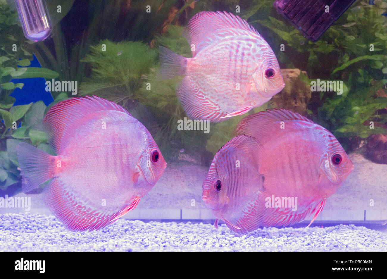 Pink Discus Fish