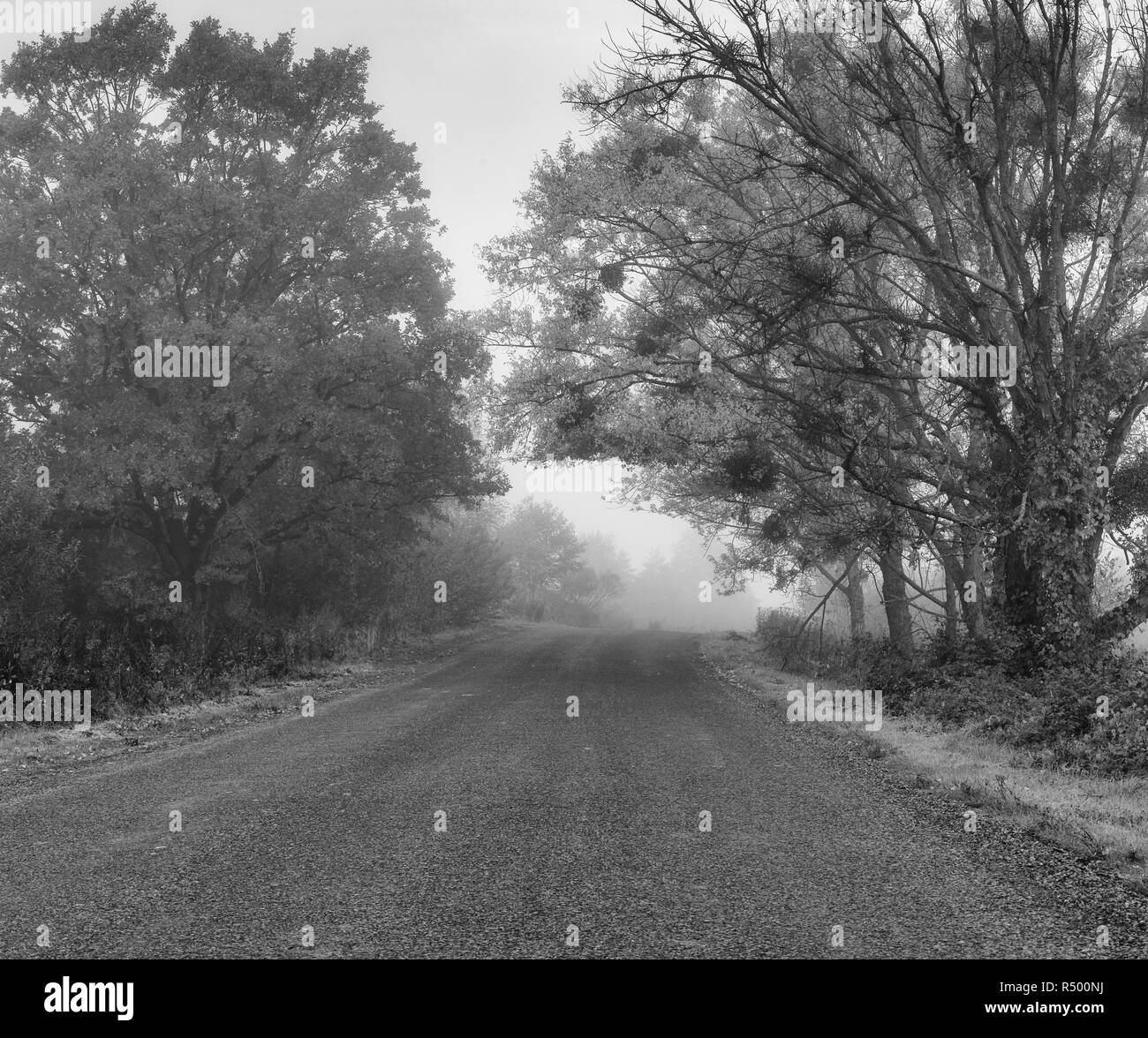 White car autumn road Black and White Stock Photos & Images - Alamy