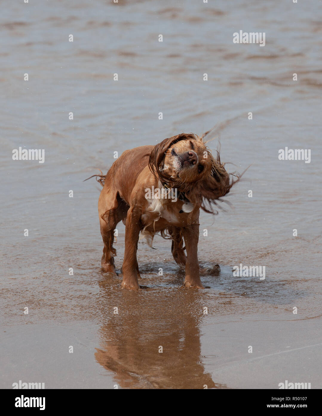 Cocker Spaniel At The Seaside High Resolution Stock Photography and ...
