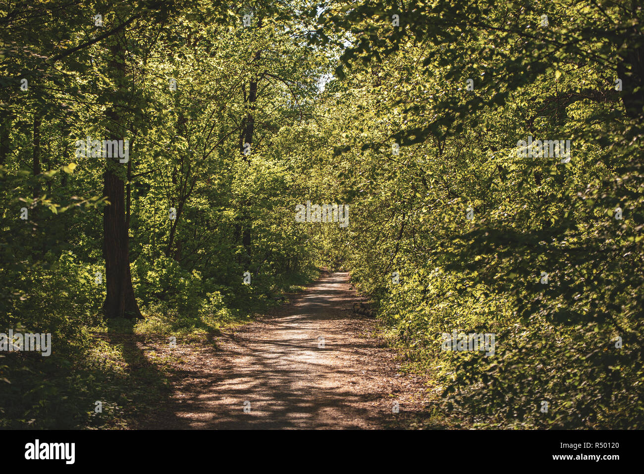 Summer green forest Stock Photo - Alamy