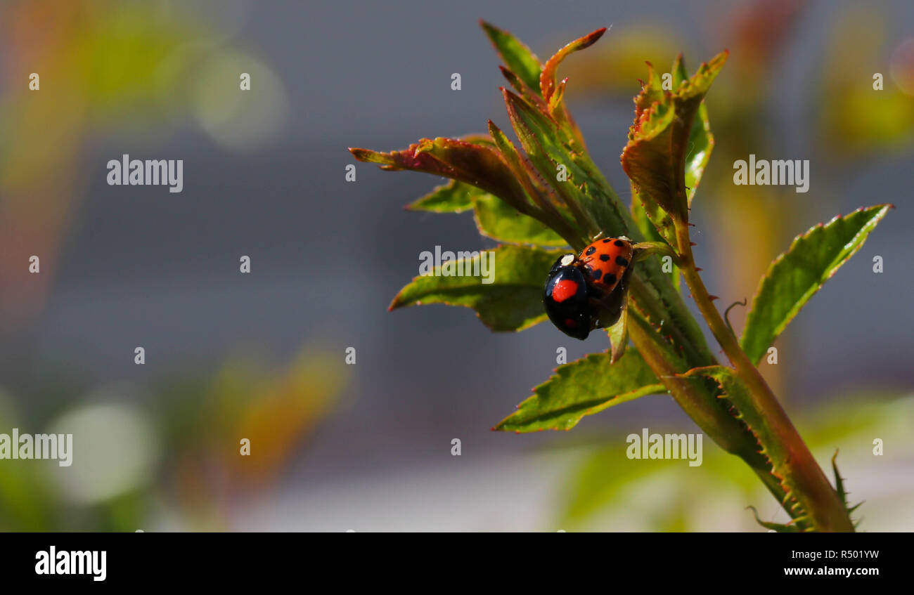 Ladybugs mating hi-res stock photography and images - Alamy
