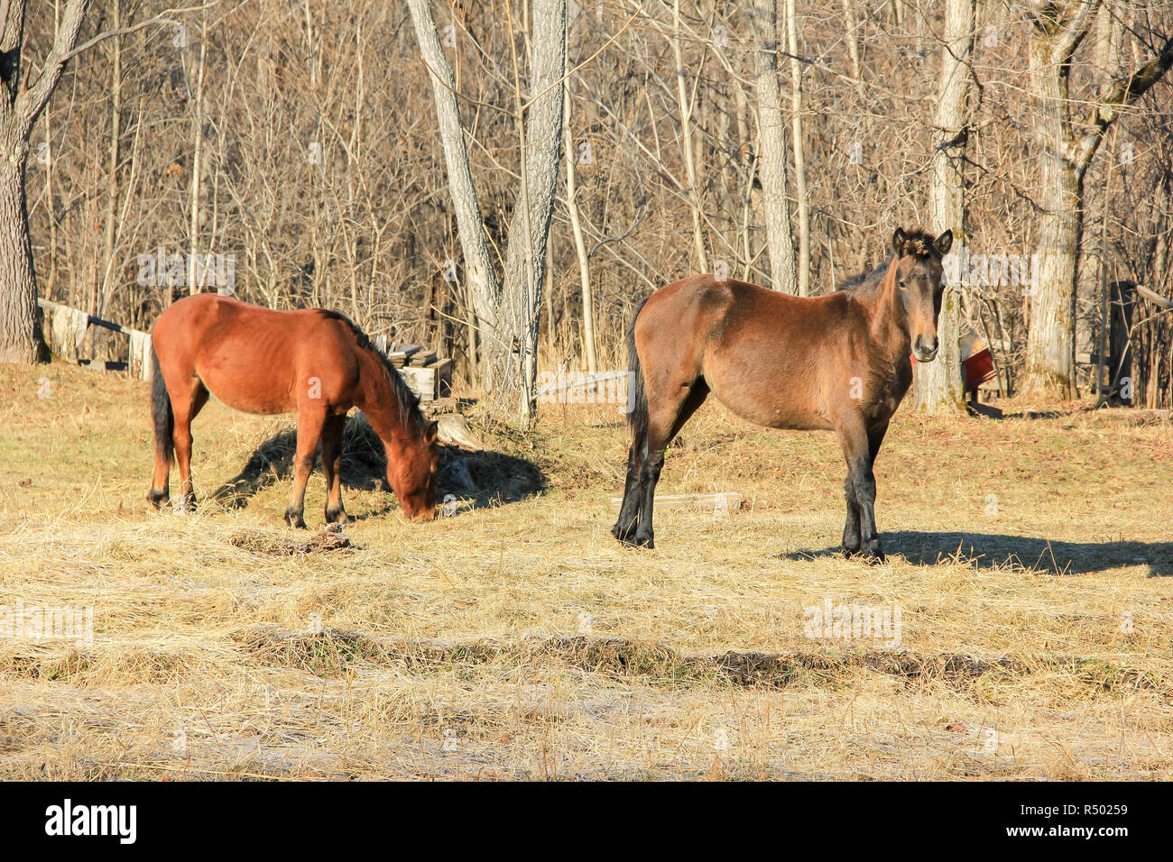 Bouncing white stallion hi-res stock photography and images - Alamy