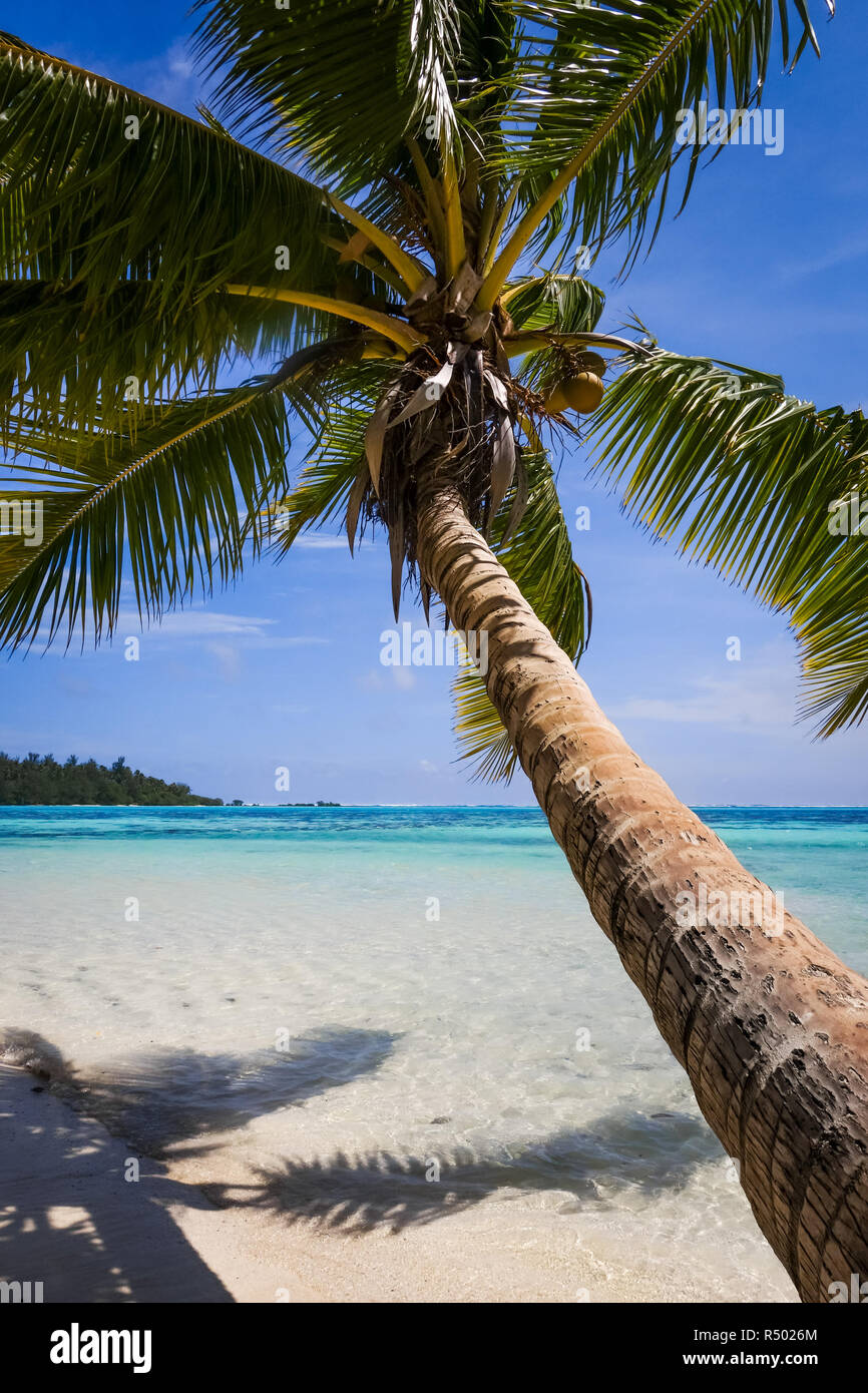 Paradise tropical beach and lagoon in Moorea Island Stock Photo - Alamy