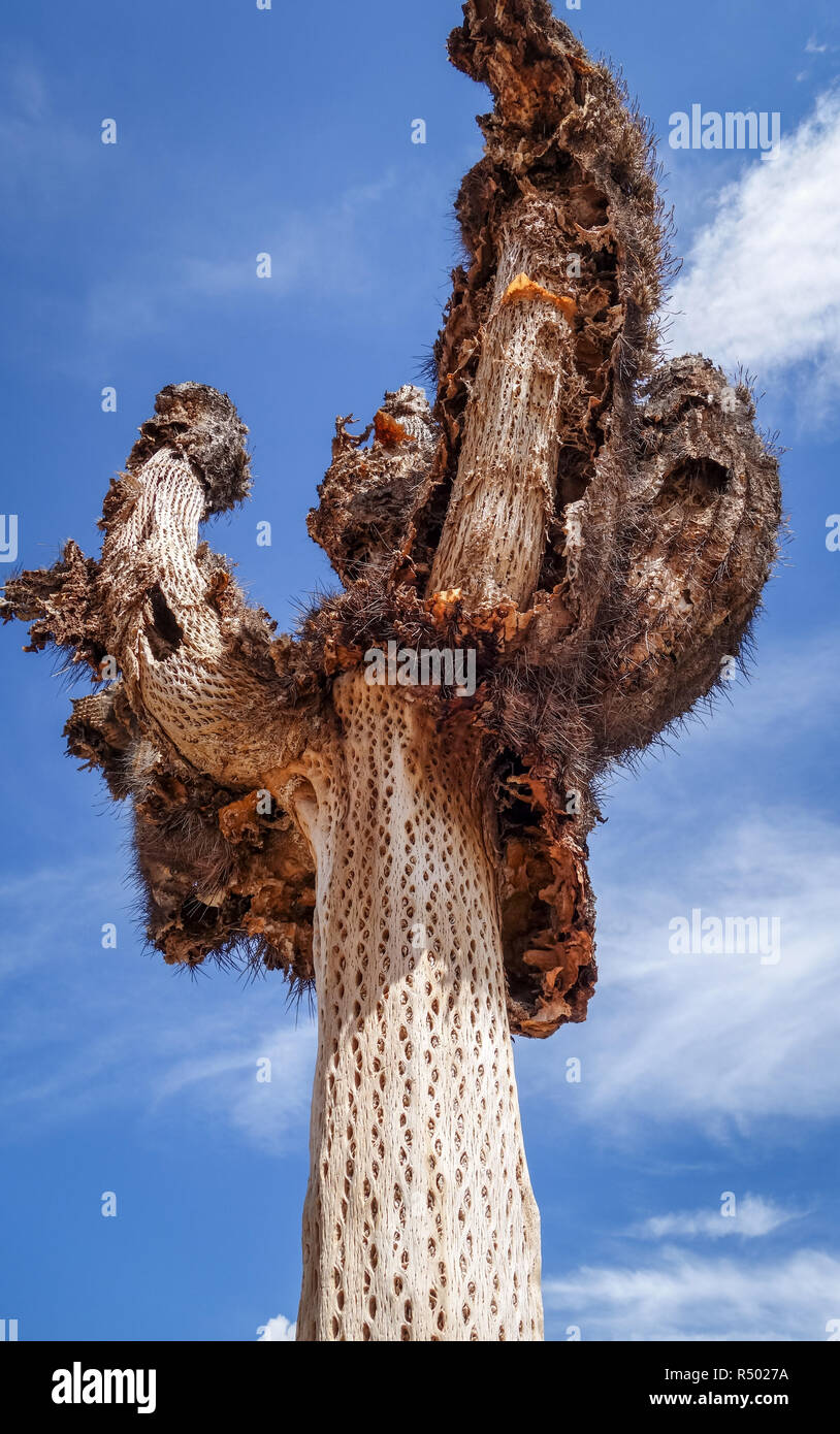 Dry giant cactus in the desert, Argentina Stock Photo - Alamy