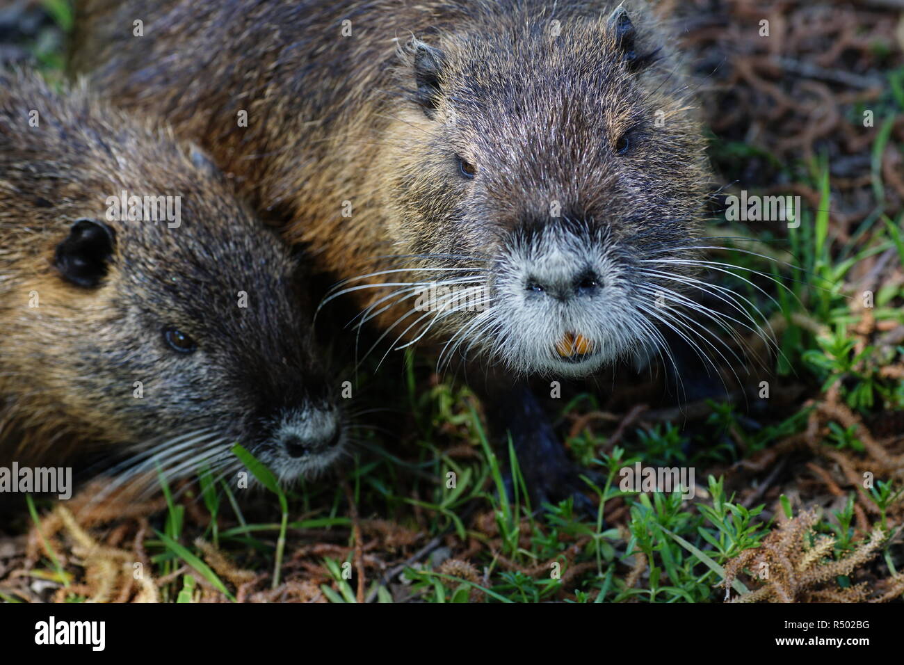 two nutria at the riverbank Stock Photo - Alamy