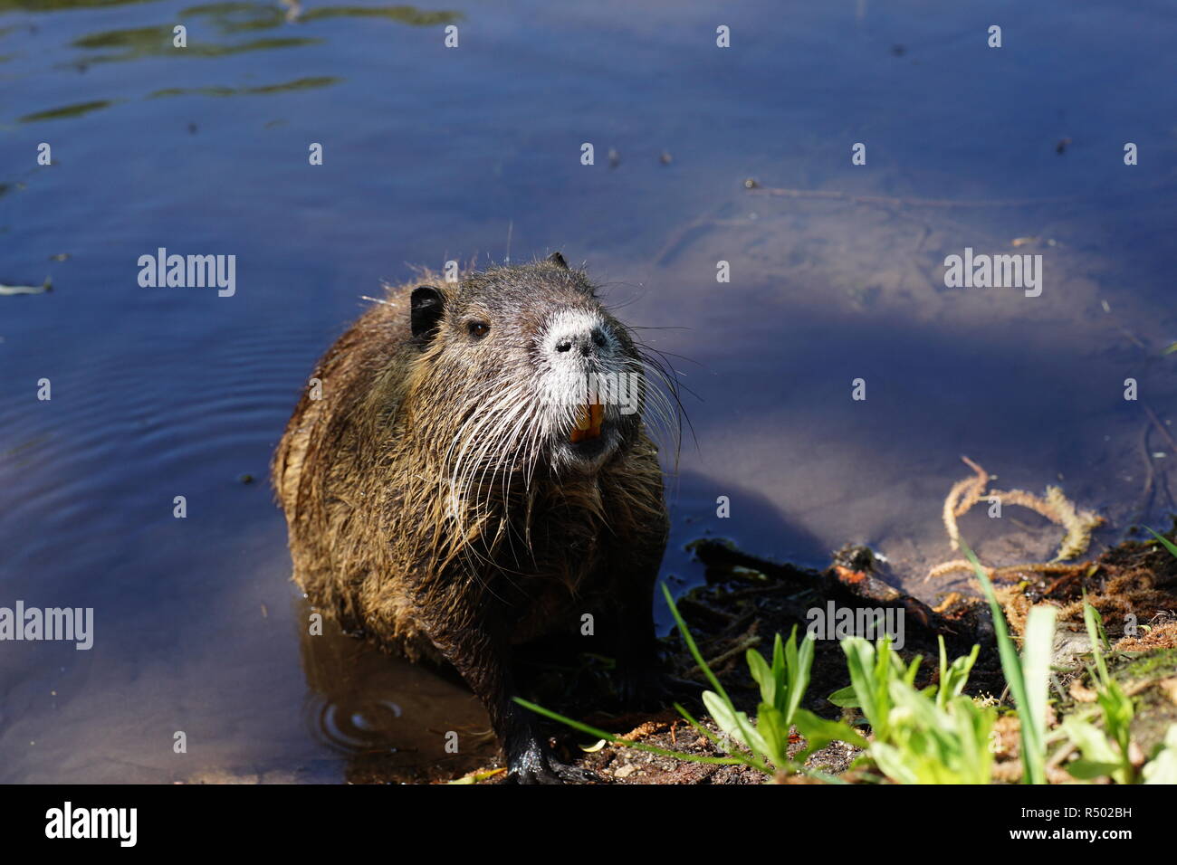 nutria at the embankment Stock Photo - Alamy