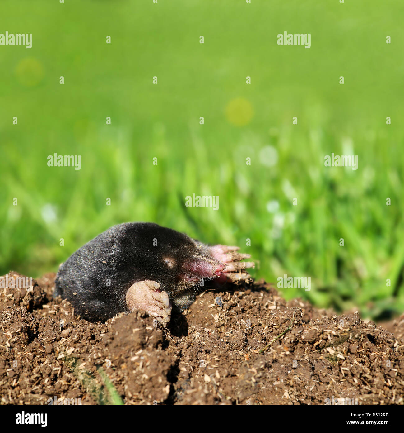 Mole hill garden hi-res stock photography and images - Alamy