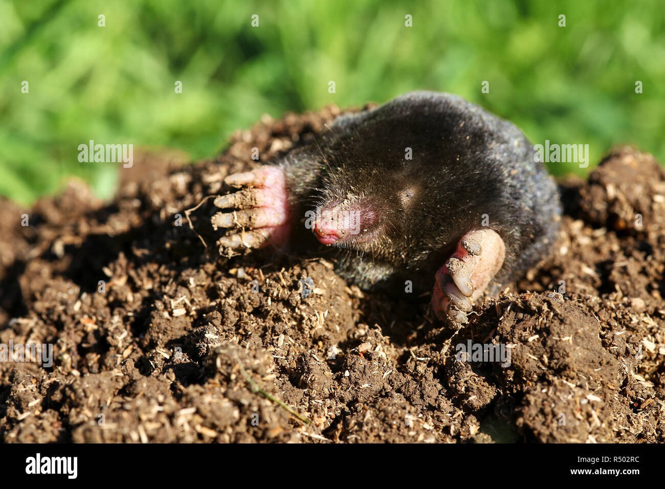 mole in the garden Stock Photo - Alamy