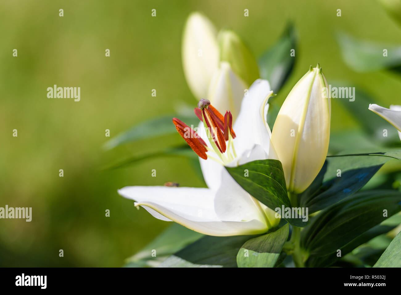 Close up on single, white lily blossom in the garden Stock Photo - Alamy