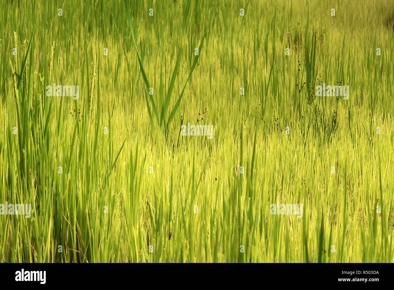 view into the rice field Stock Photo - Alamy