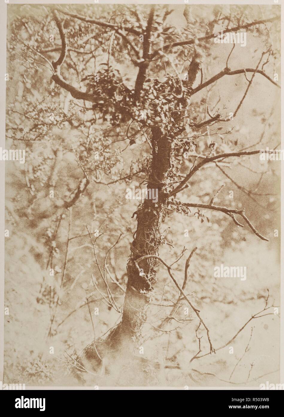 Photograph of a tree. A calotype image from an album of Scottish images ...
