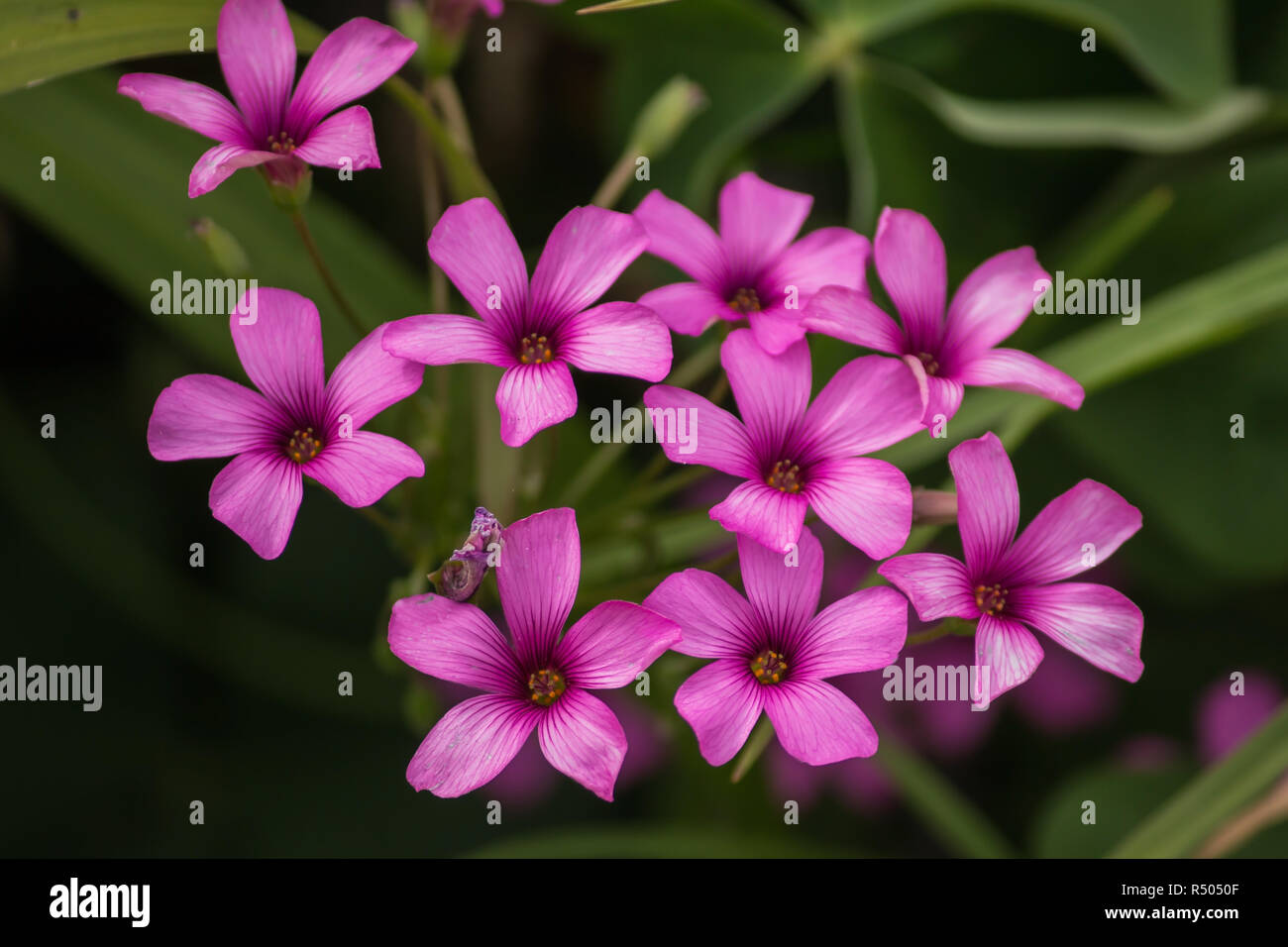 Small purple flowers Stock Photo - Alamy