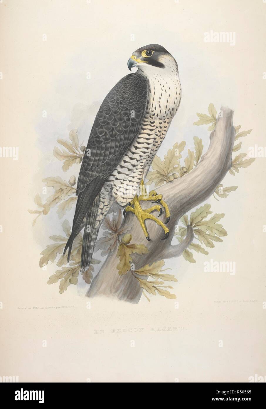 Herman schlegel hi-res stock photography and images - Alamy