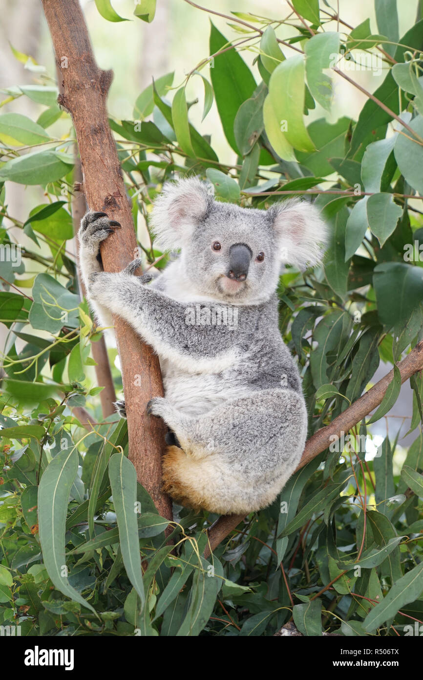 Full body of koala hi-res stock photography and images - Alamy