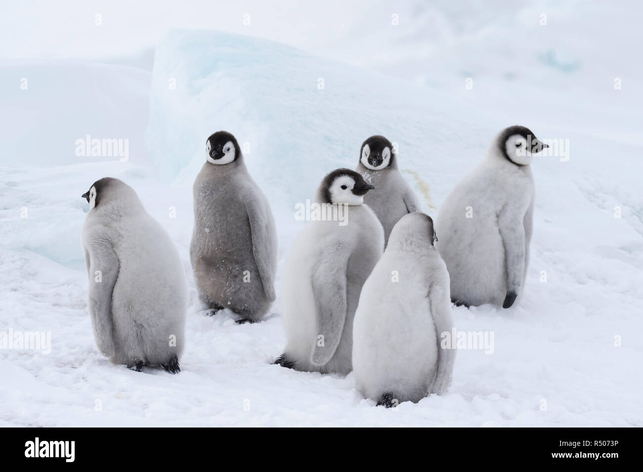 Emperor penguins antarctica ice hi-res stock photography and images - Alamy